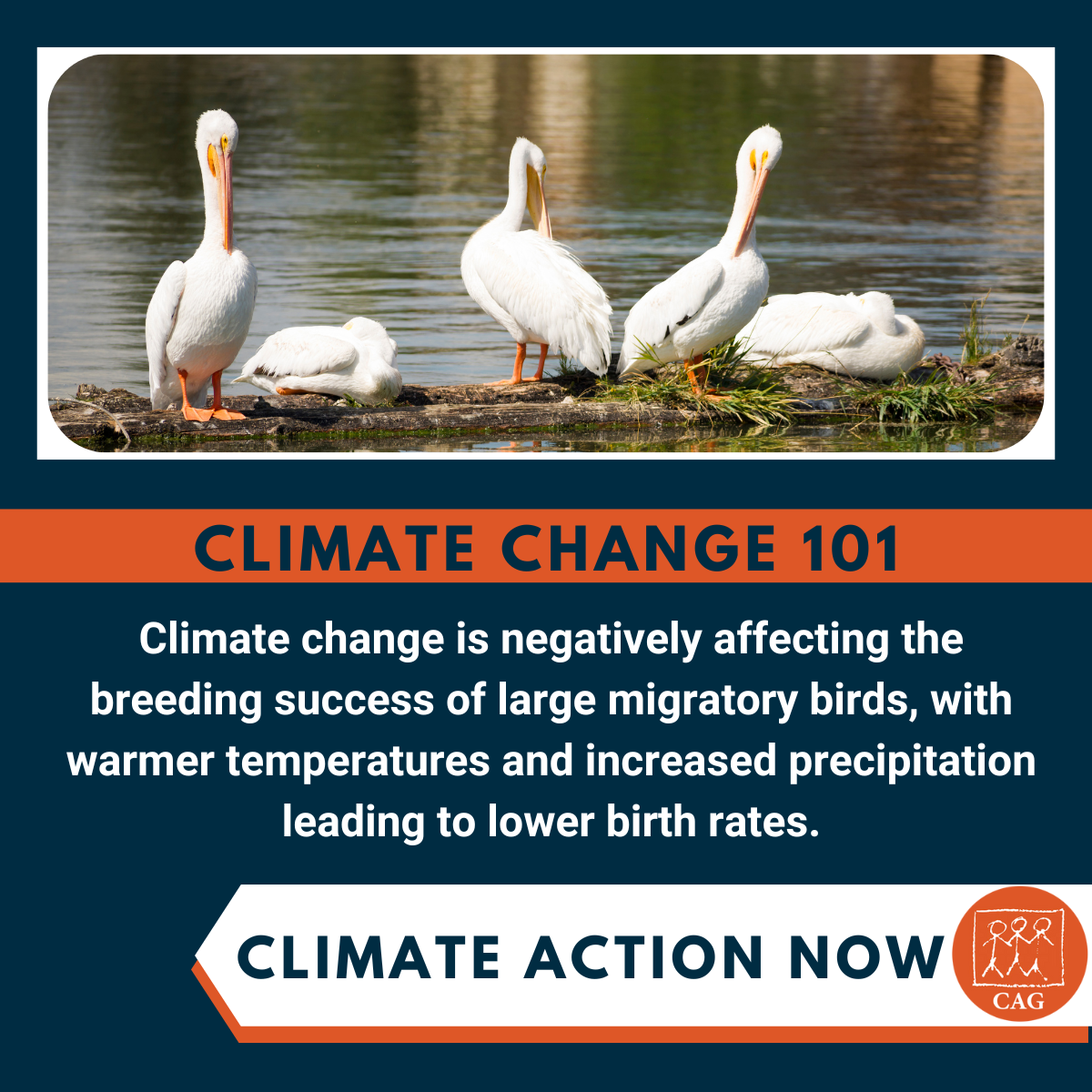 Climate Change Decline In Bird Populations Climate Connection